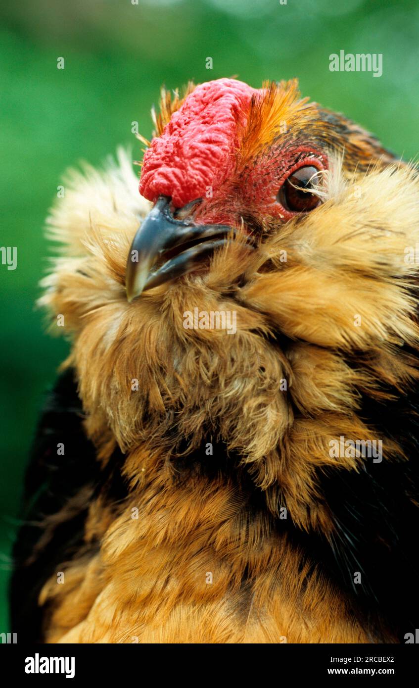 Antwerp Bearded Dwarf, Domestic Chicken Stock Photo - Alamy