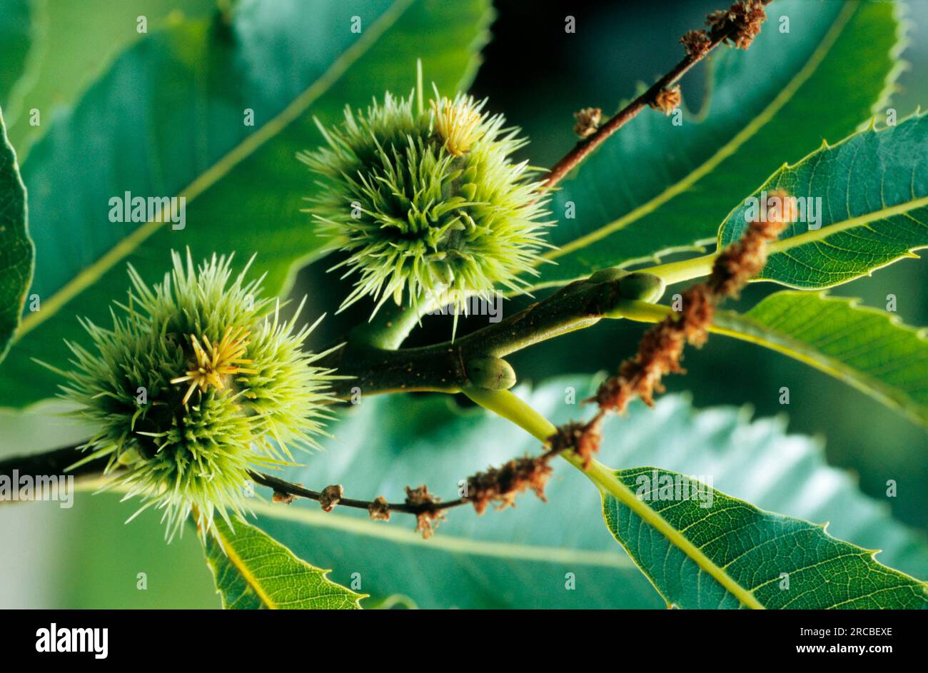 Botany fagaceae sweet hi-res stock photography and images - Alamy