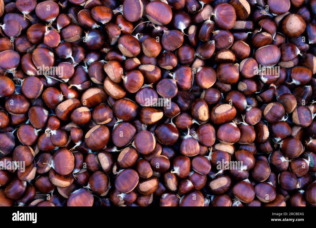 Botany fagaceae sweet hi-res stock photography and images - Alamy