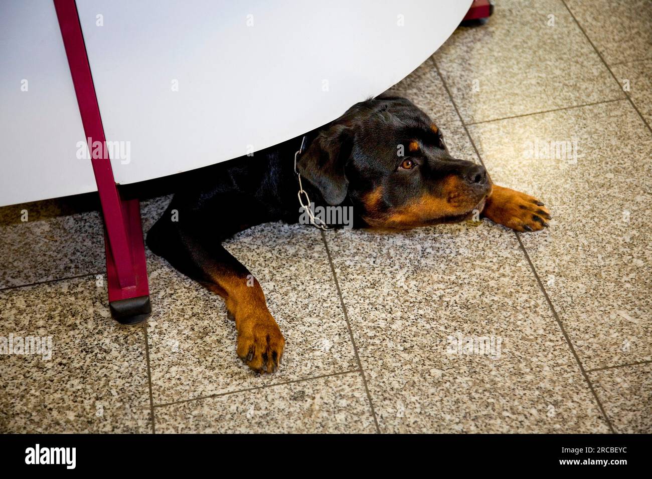 Woman rottweiler hi-res stock photography and images - Alamy