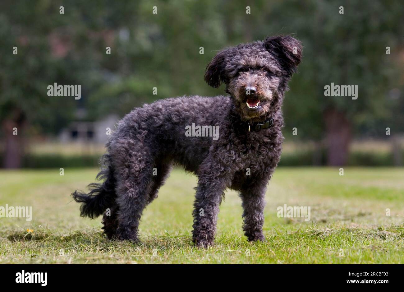 Pumi hi-res stock photography and images - Alamy