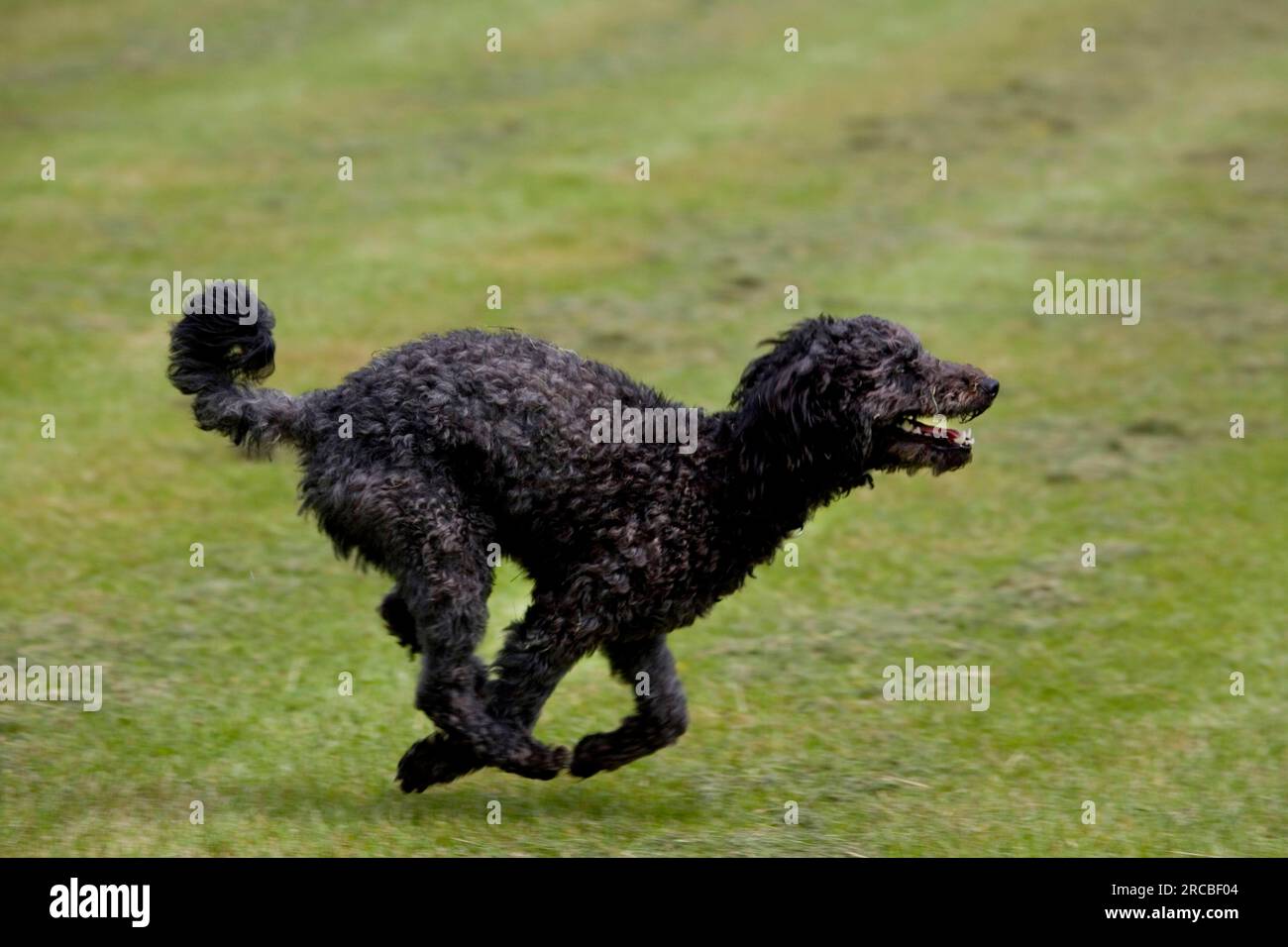 Pumi breed hi-res stock photography and images - Alamy