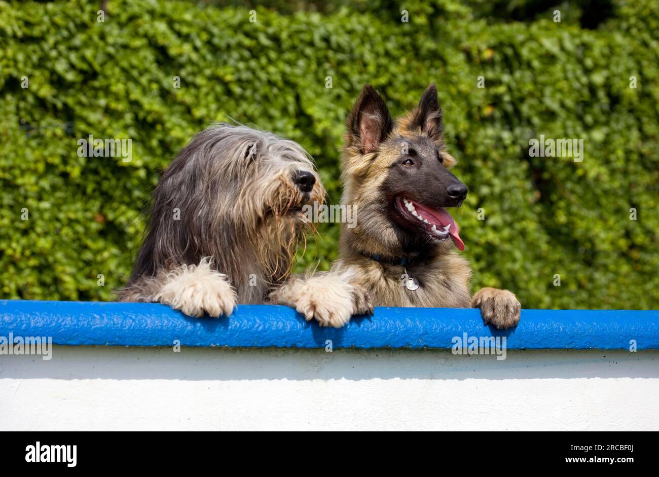 Bearded Collie and German Shepherd Dog, German Shepherd Dog Stock Photo ...