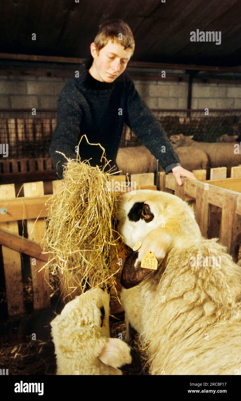 Boy feeds Carinthian spectacled sheep, Carinthian spectacled sheep ...