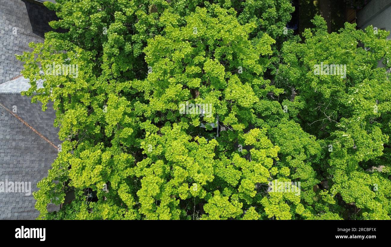 trees from above Stock Photo - Alamy
