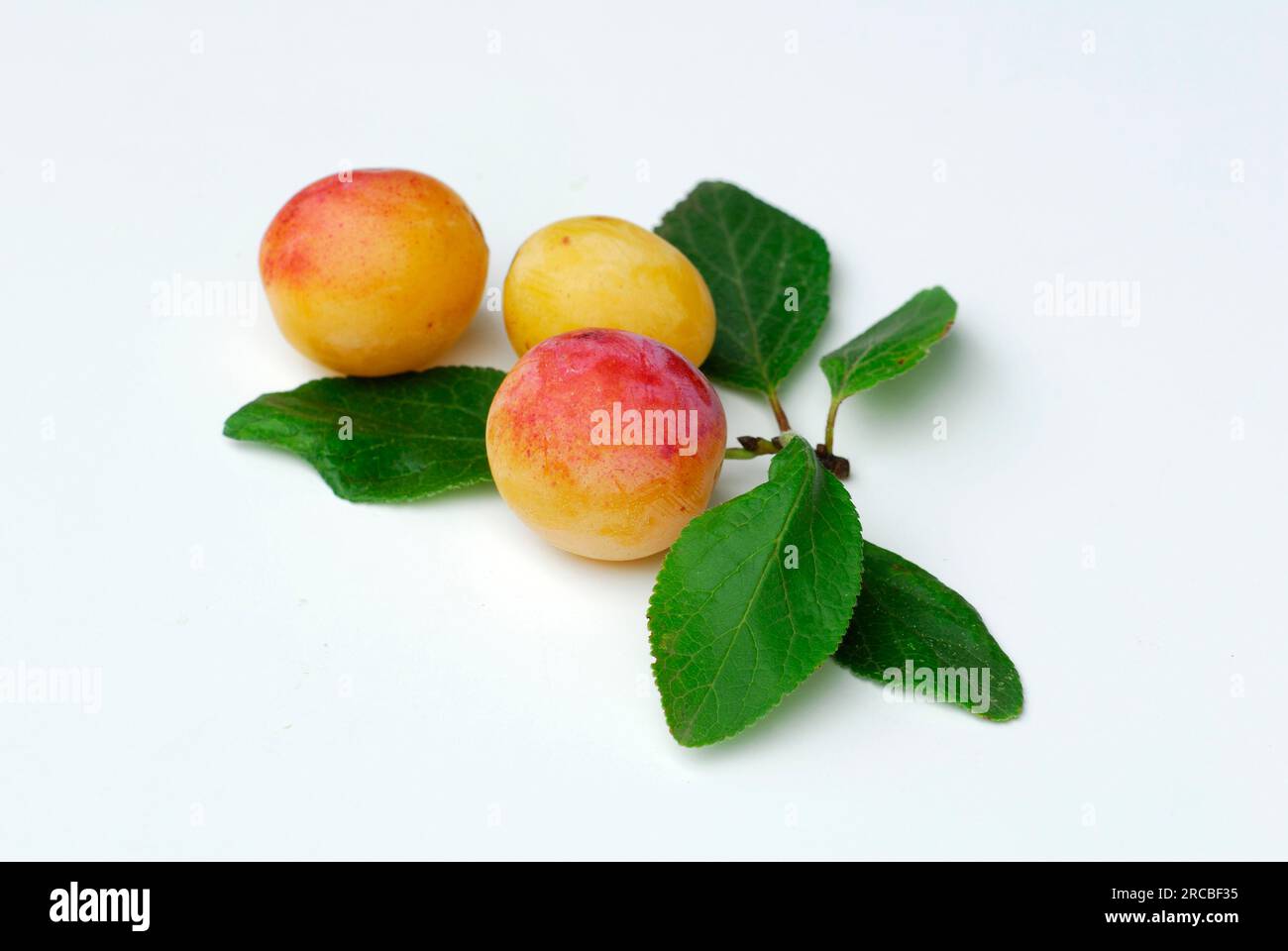Yellow plums (Prunus domestica var. syriaca Stock Photo - Alamy