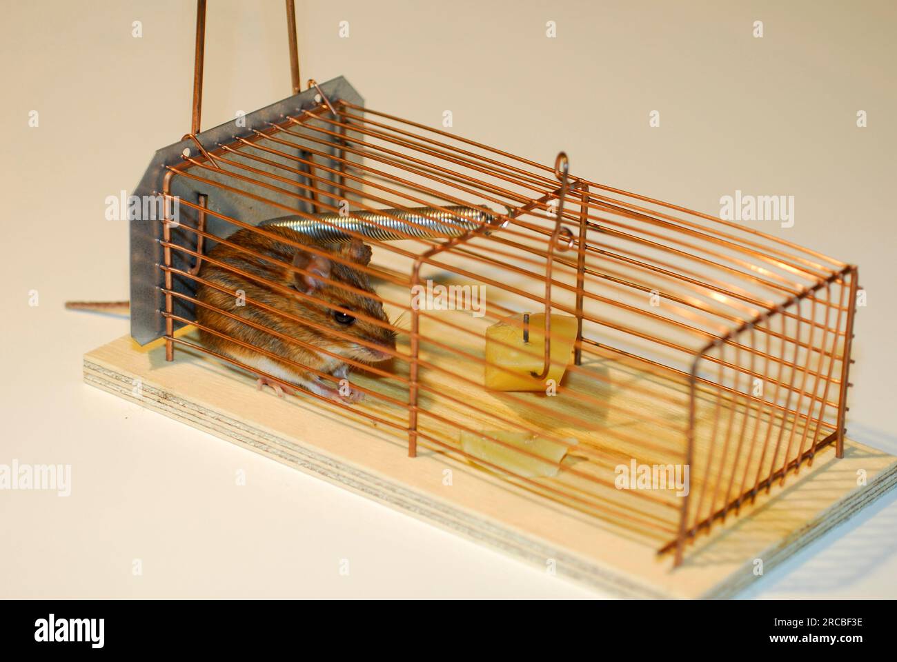Mouse in mousetrap with cheese, live trap Stock Photo - Alamy