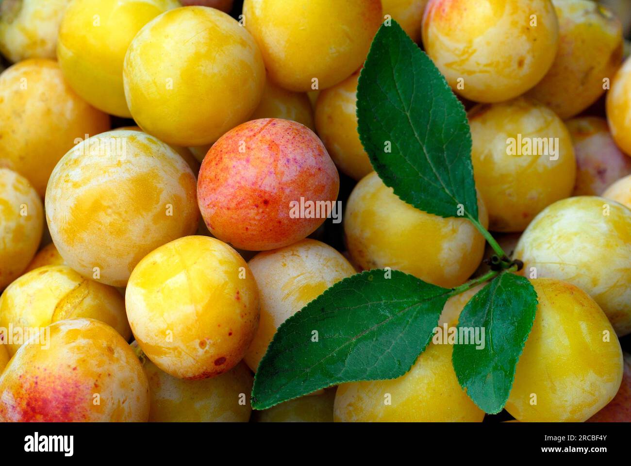 Yellow plums (Prunus domestica var. syriaca Stock Photo - Alamy
