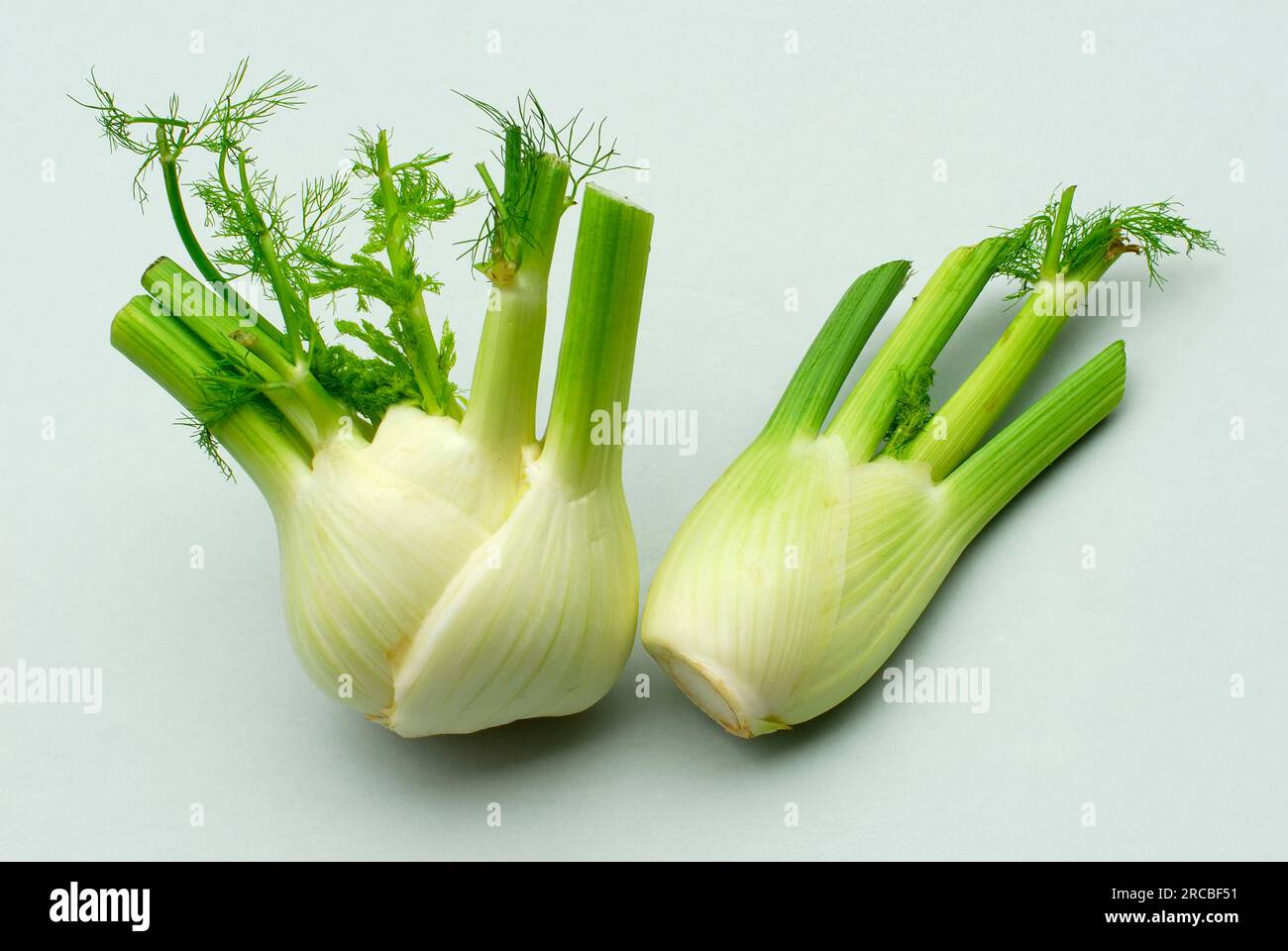 Florence fennel plant hi-res stock photography and images - Alamy