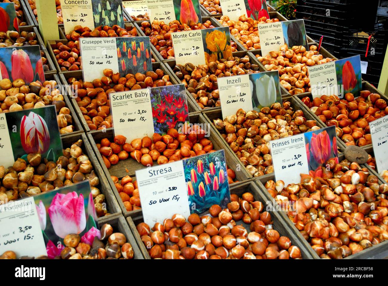 Tulip bulbs on market, Amsterdam, Netherlands Stock Photo - Alamy