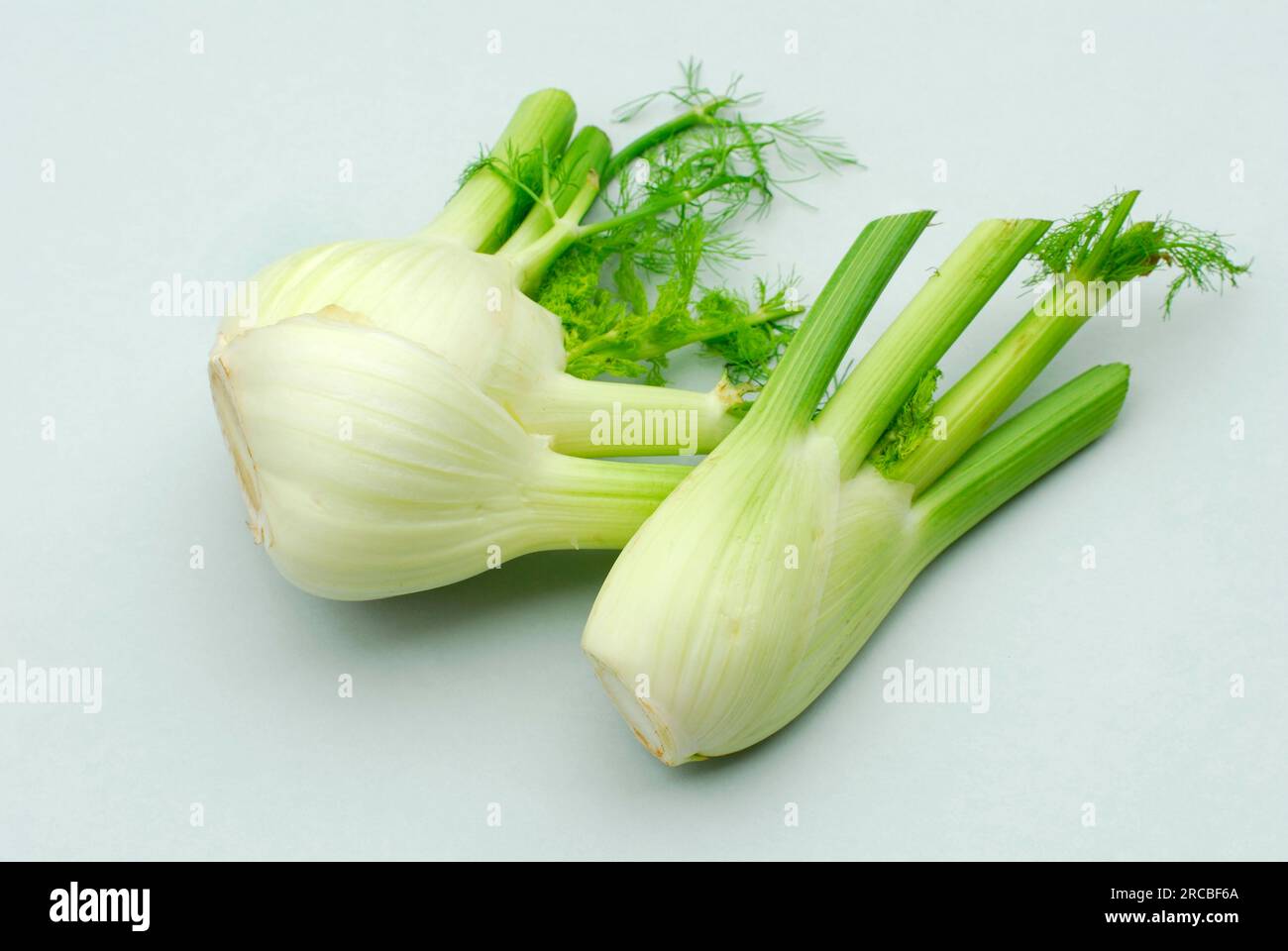 Florence fennel plant hi-res stock photography and images - Alamy