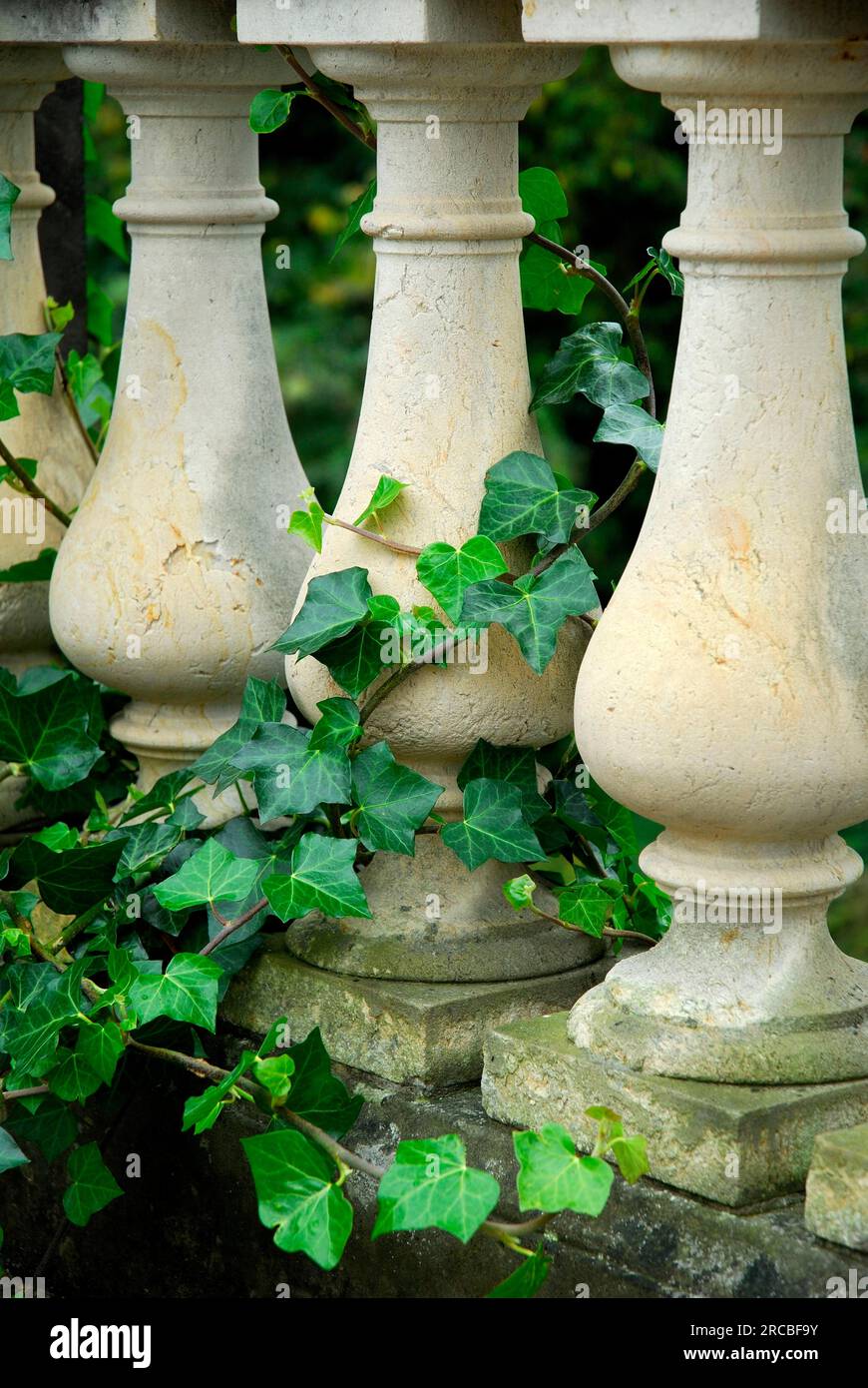 Stone railing with Common ivy (Hedera helix), Balustrade Stock Photo ...