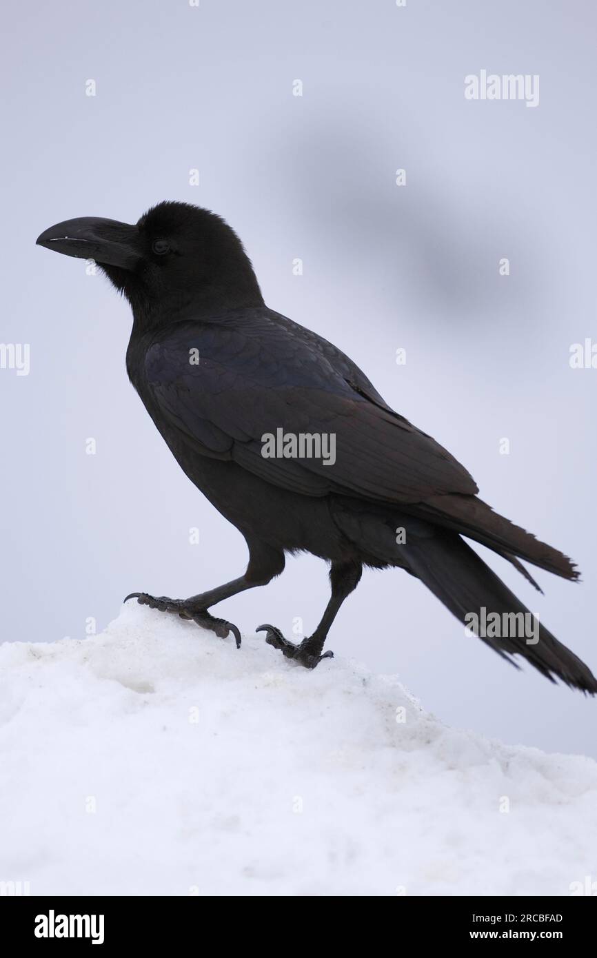 Large billed crow (Corvus macrorhynchos), Hokkaido, Crow, Japan Stock ...
