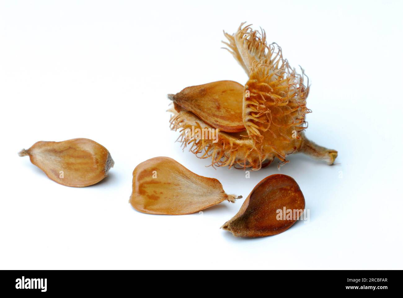 Common beech (Fagus sylvatica) beech, beechnut, beech Stock Photo - Alamy