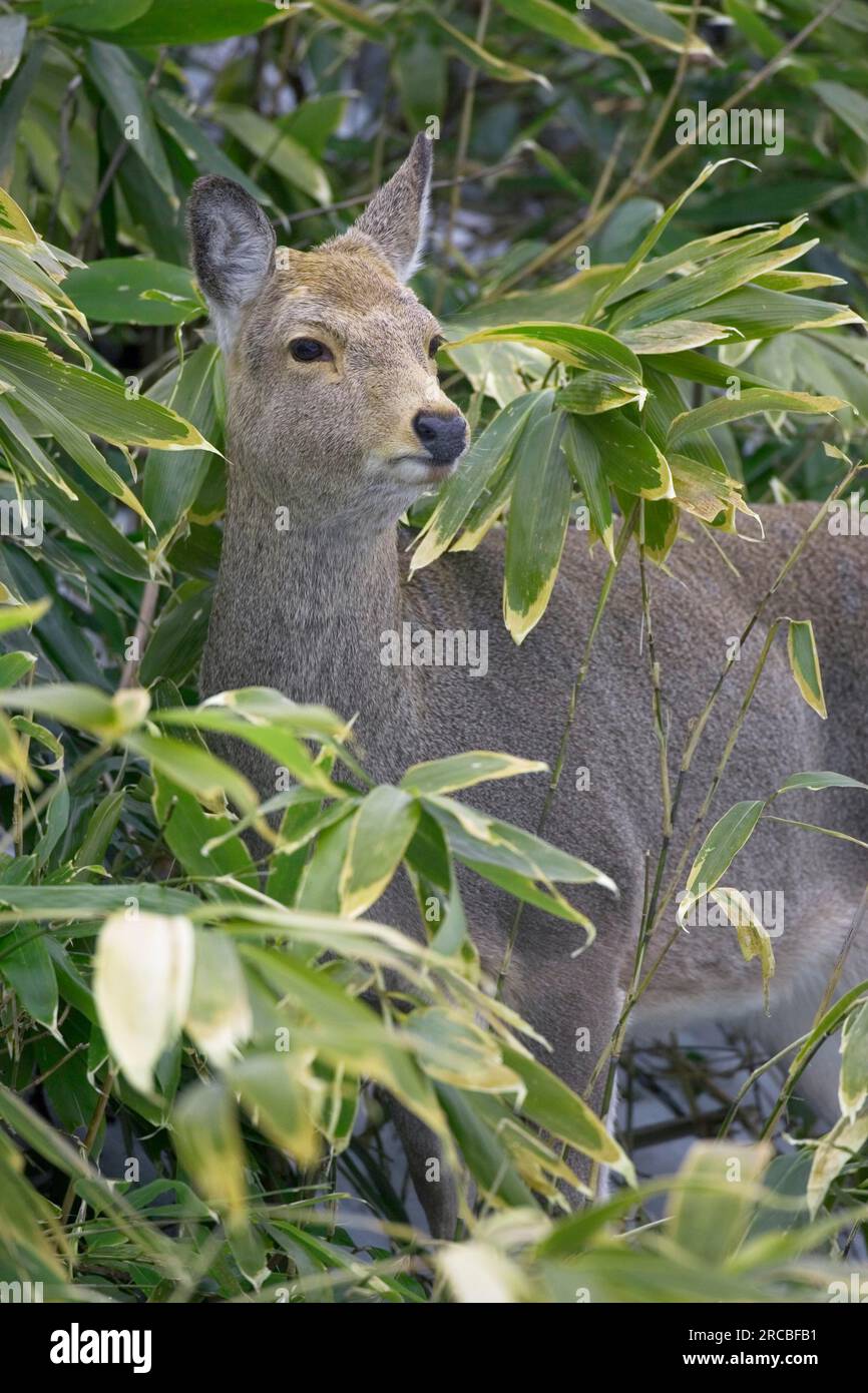 Sika Deer, Shiretoko, Hokkaido, Japan (Cervus nippon nippon Stock Photo ...