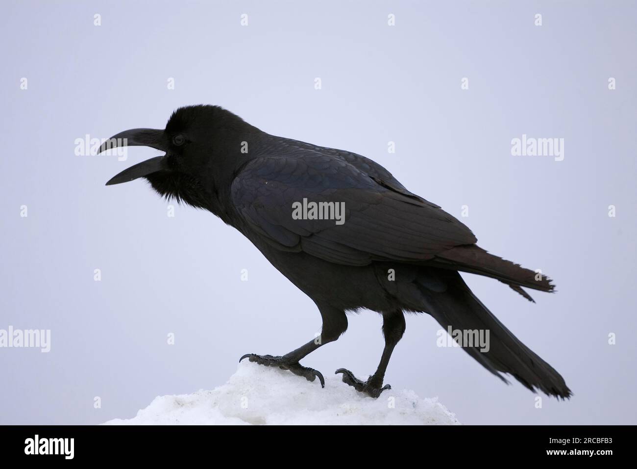 Large billed crow (Corvus macrorhynchos), Hokkaido, Crow, Japan Stock ...
