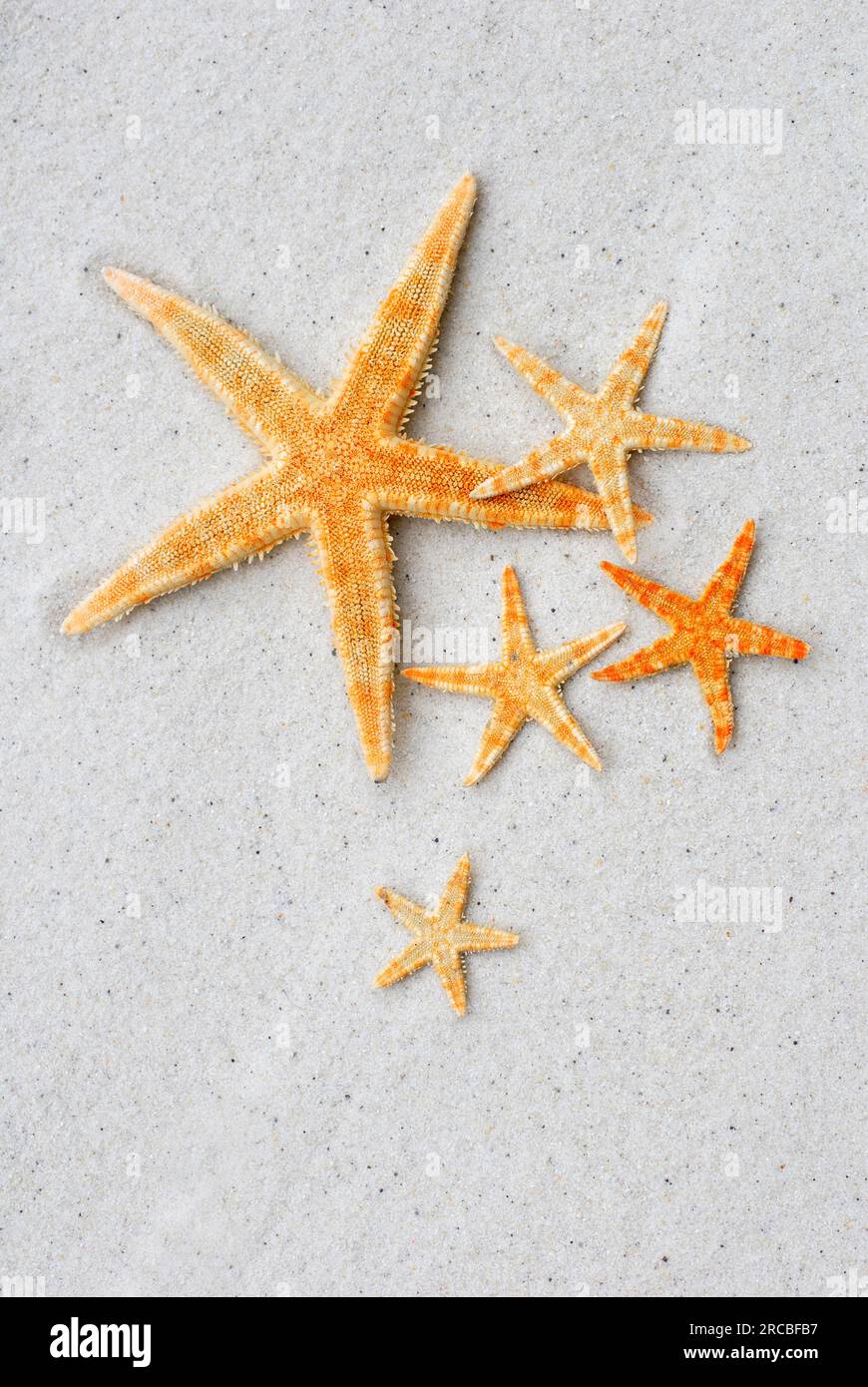 Animal still life hi-res stock photography and images - Alamy