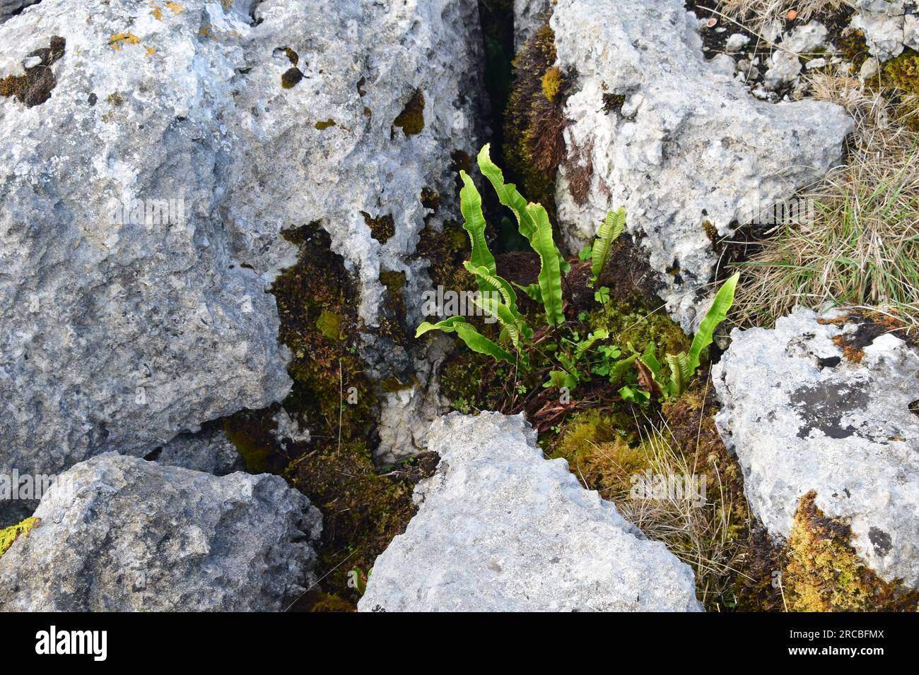 Clints and Grikes at Hutton Roof Carboniferous Limestone pavement Stock ...