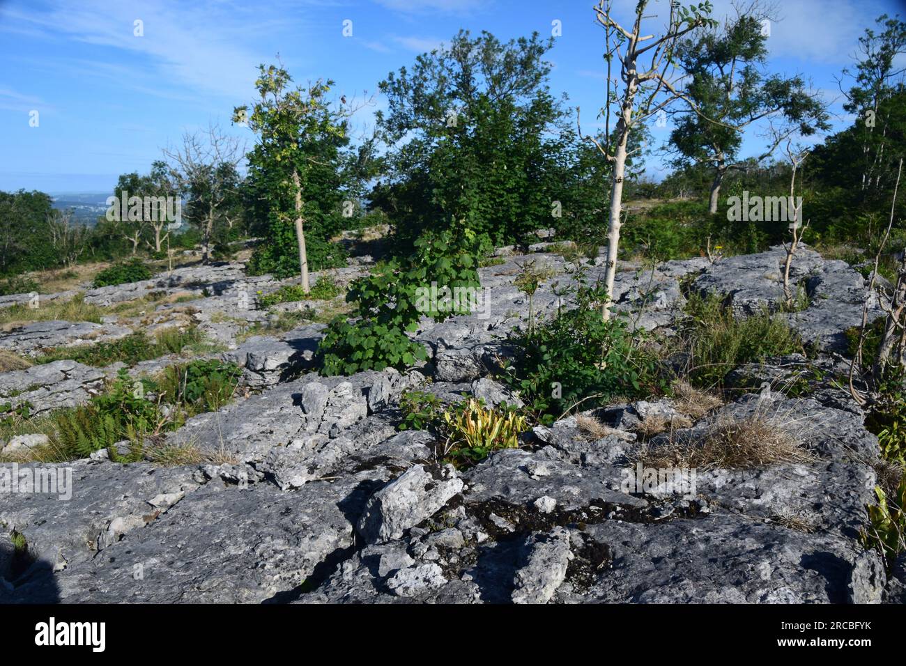 Clints and Grikes at Hutton Roof Carboniferous Limestone pavement Stock ...