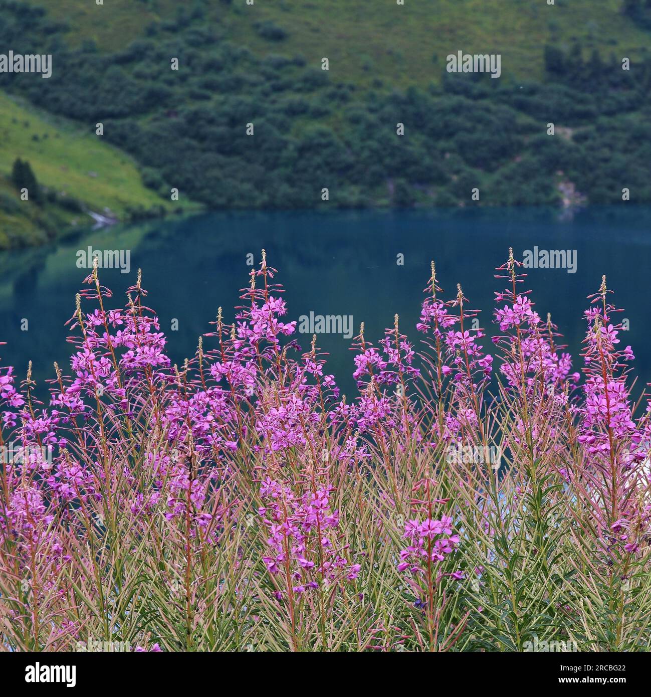 Alpine wild rose mountain hi-res stock photography and images - Alamy
