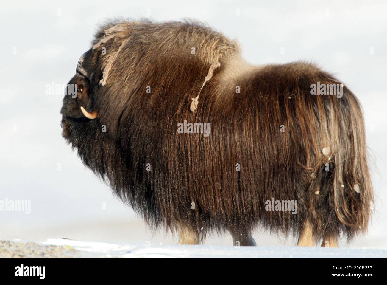 Greenland musk ox hi-res stock photography and images - Alamy