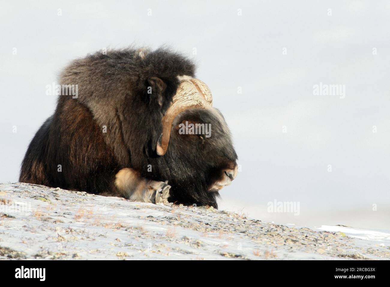 Greenland musk ox hi-res stock photography and images - Alamy
