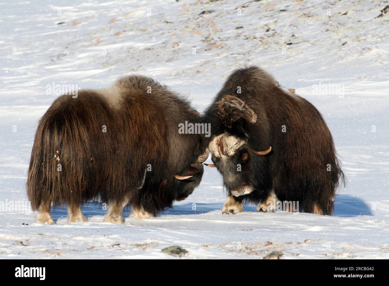 Greenland musk ox hi-res stock photography and images - Alamy
