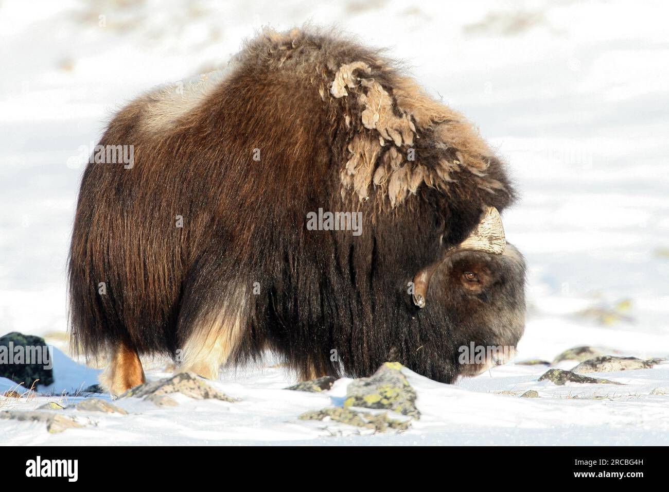 Greenland musk ox hi-res stock photography and images - Alamy