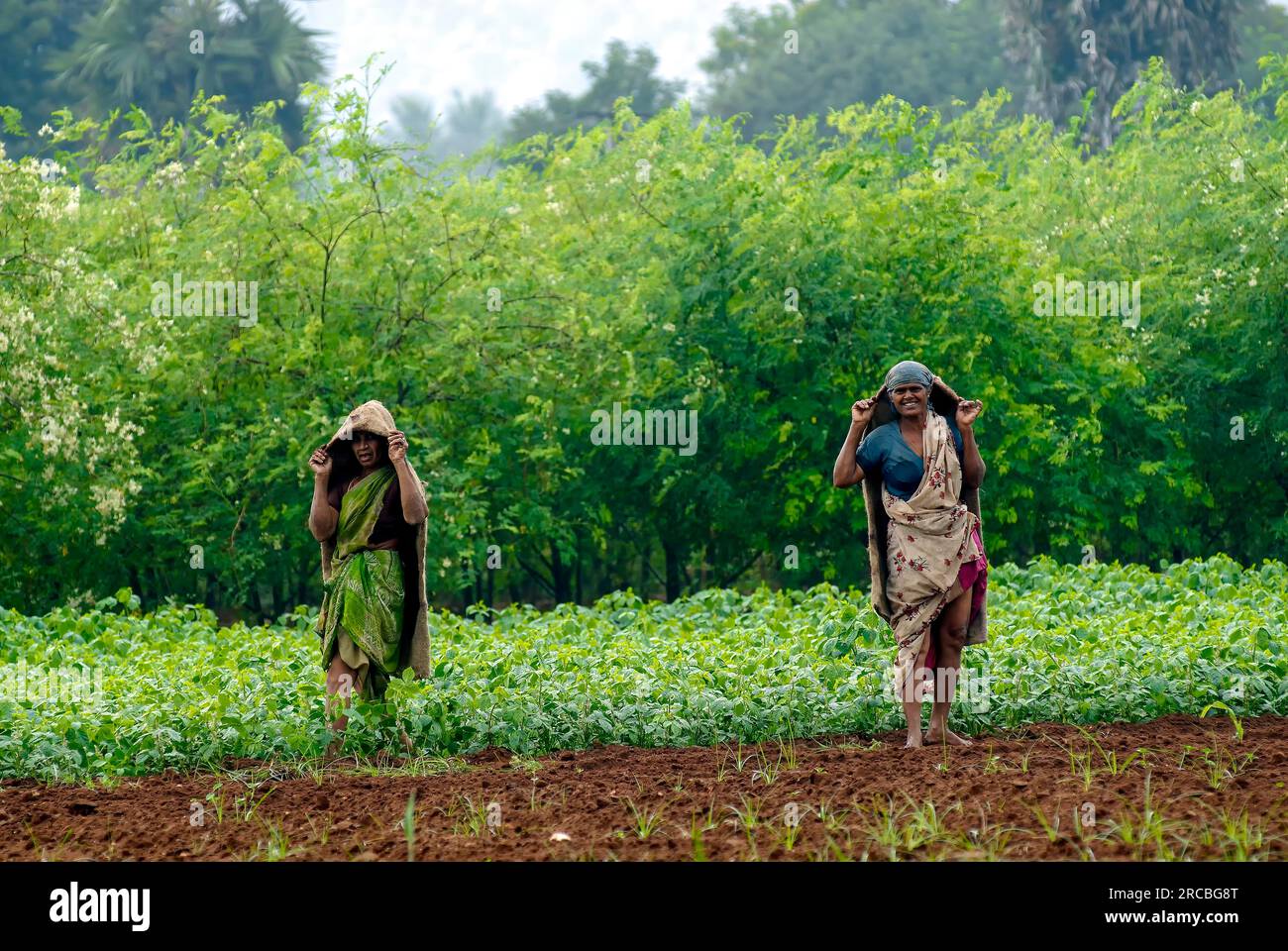Farm workers during a rainy day at Oddanchatram Ottanchathiram, Tamil ...