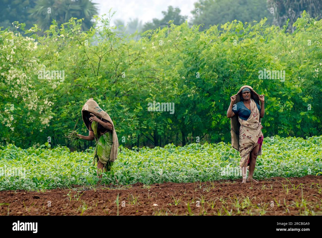 Farm workers during a rainy day at Oddanchatram Ottanchathiram, Tamil ...