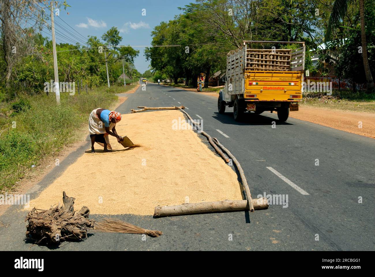 Rice drying on road near Vadalur, Neyveli, Tamil Nadu, South India ...