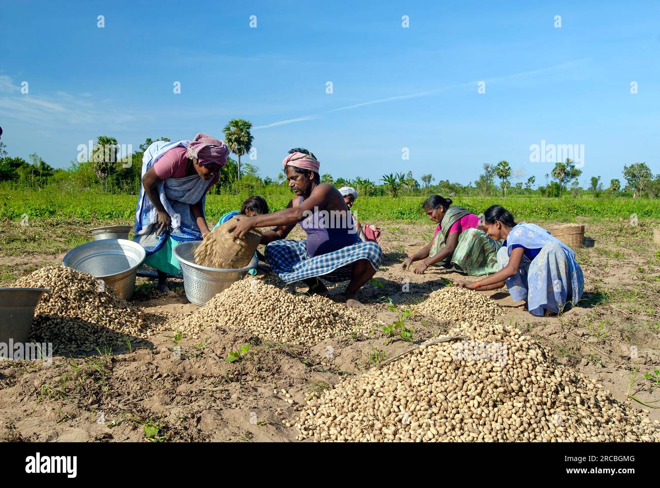 Groundnut harvesting near Gangaikondacholapuram, Tamil Nadu, South ...