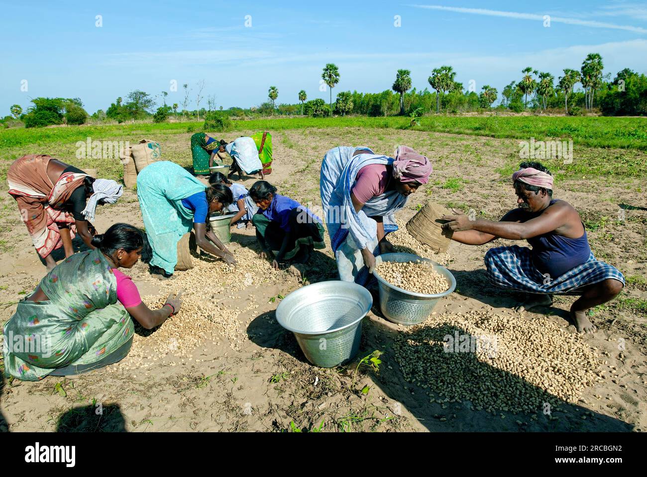 Peanut harvest india hi-res stock photography and images - Alamy