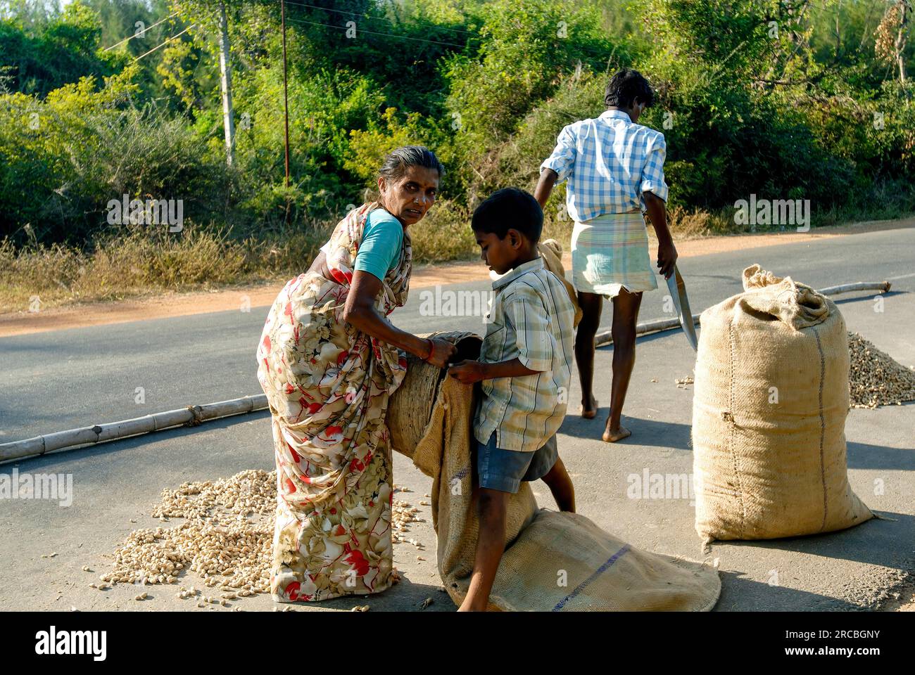 Groundnut drying on road near Gangaikondacholapuram, Tamil Nadu, India ...