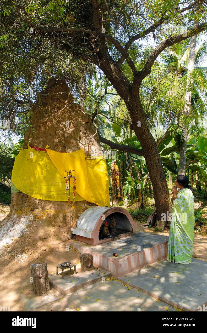A woman worshipping snake putru white ant-hill Tamil Nadu, South India ...