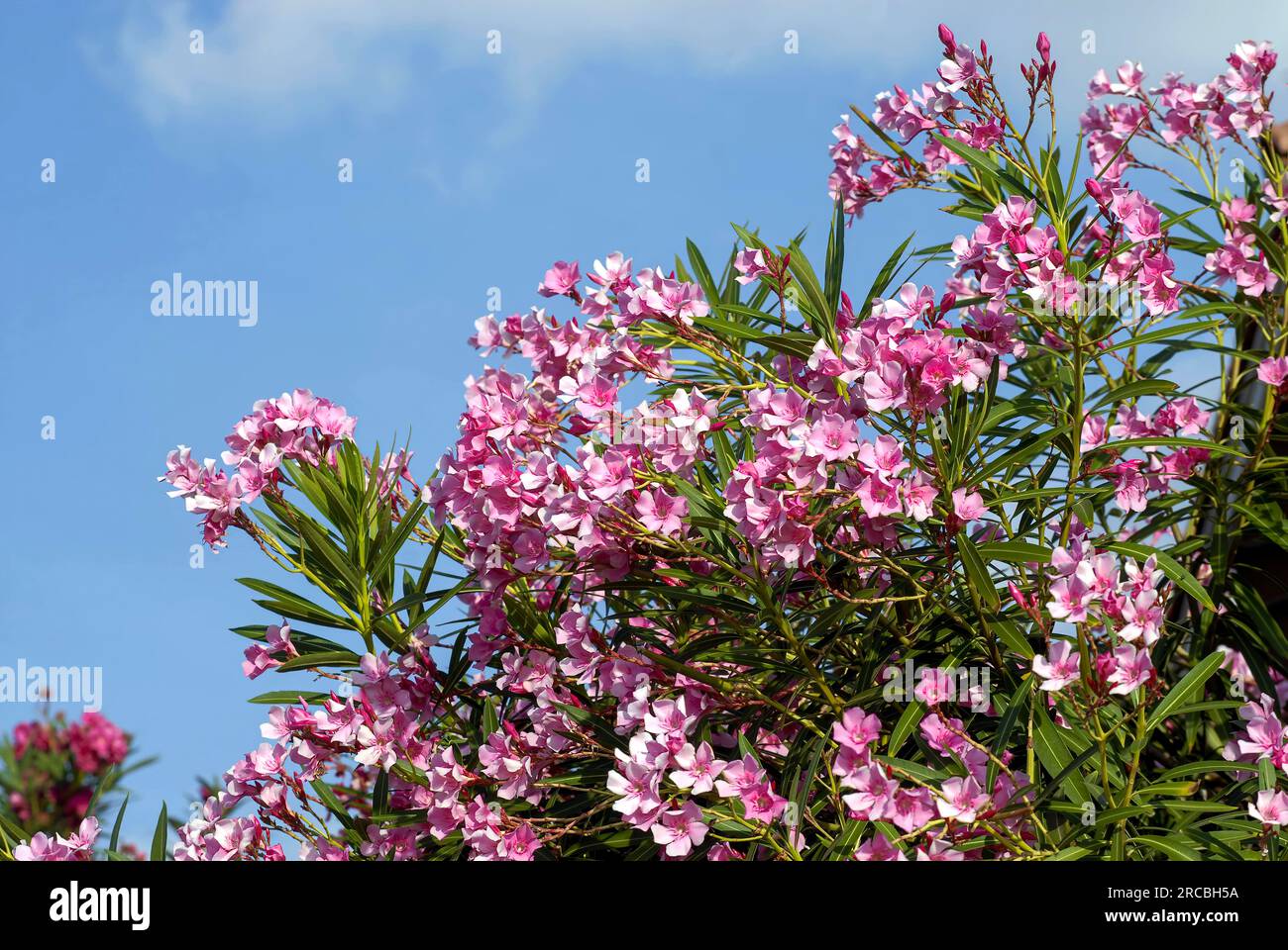Flowering tree Oleander Nerium (Nerium) at Tranquebar Tharangambadi ...