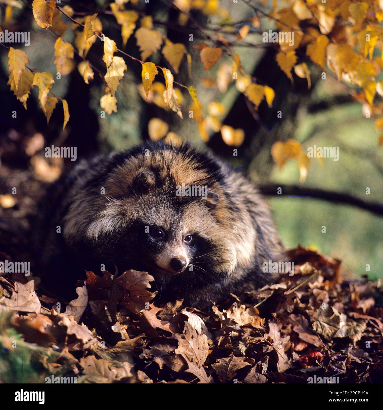 Raccoon dog, Raccoon dog (Nyctereutes procyonoides Stock Photo - Alamy