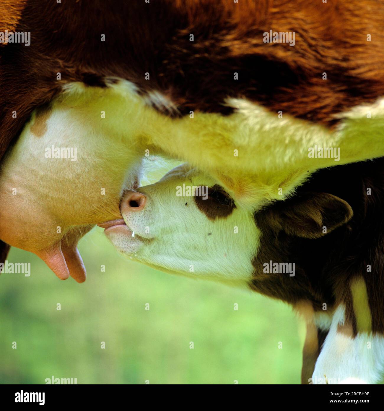 Sucking calf hi-res stock photography and images - Alamy