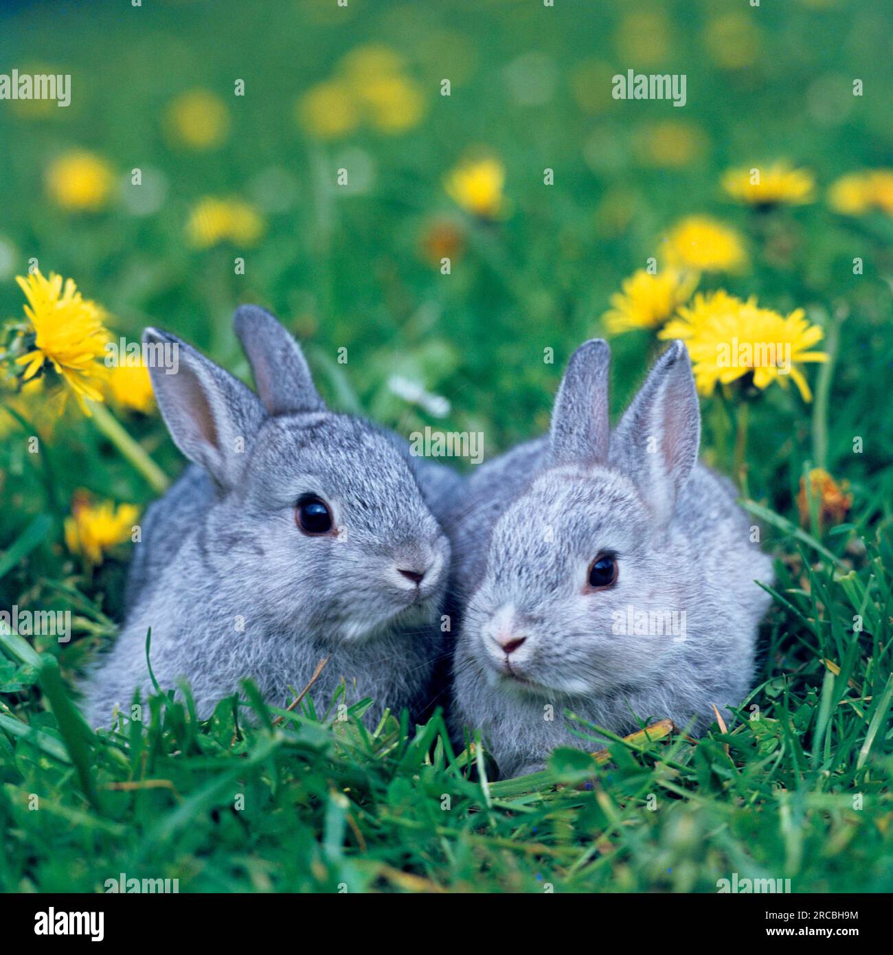 Domestic rabbits, kittens Stock Photo - Alamy