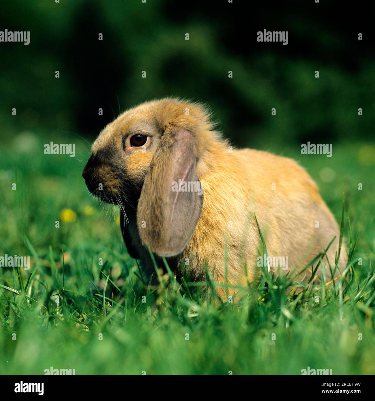 Dwarf Ram Rabbit Stock Photo - Alamy