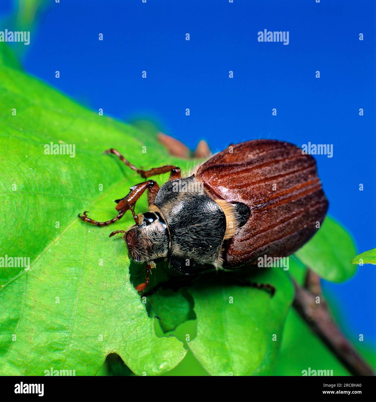 Cockchafer (Melolontha melolontha), Cockchafer Stock Photo - Alamy