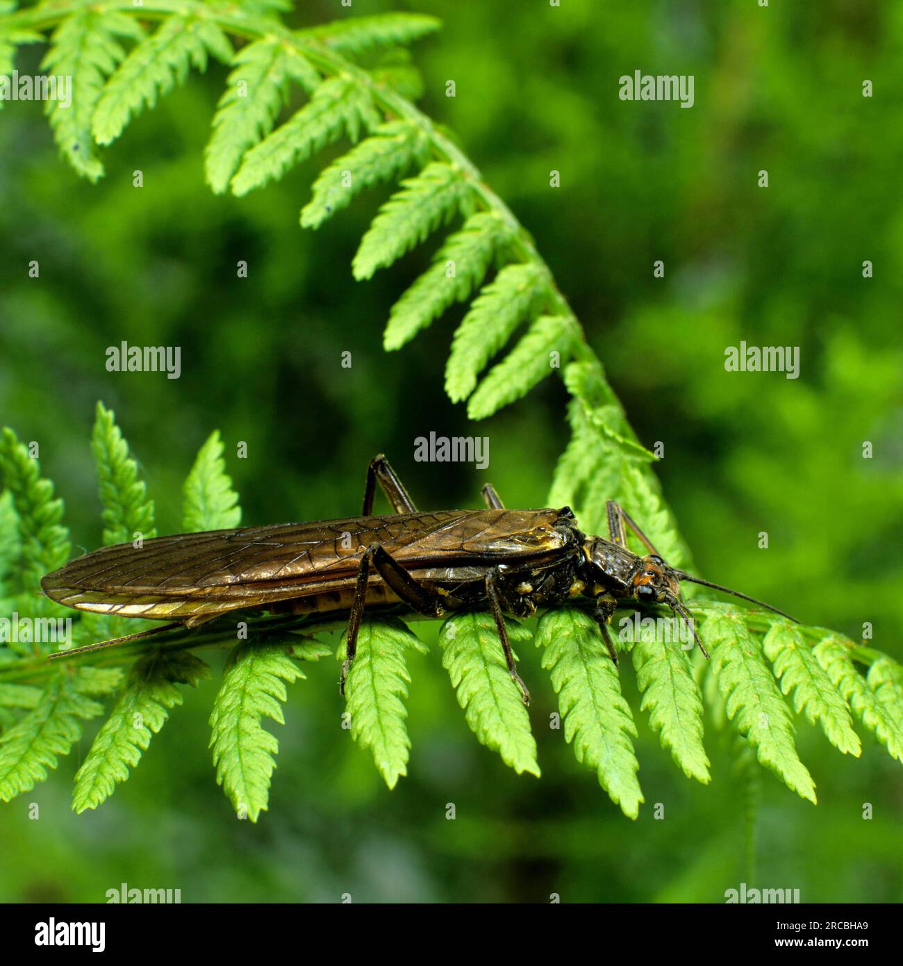 Water lacewing (Sialis lutaria), water lacewing, lateral view Stock ...