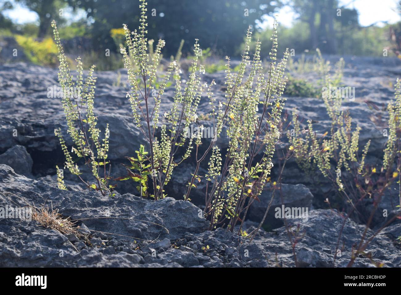 Clints and Grikes at Hutton Roof Carboniferous Limestone pavement Stock ...