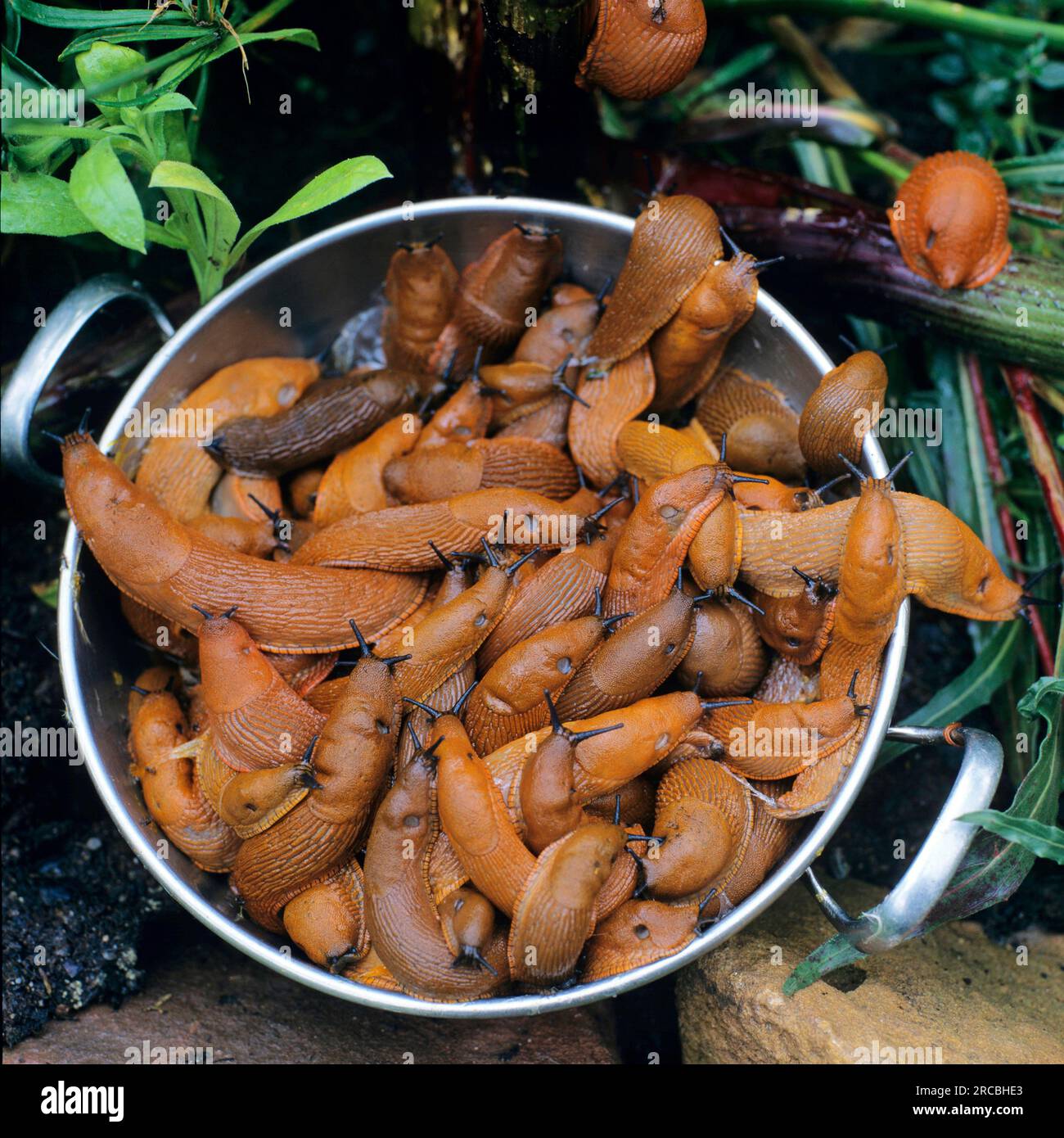 Big slug hi-res stock photography and images - Alamy