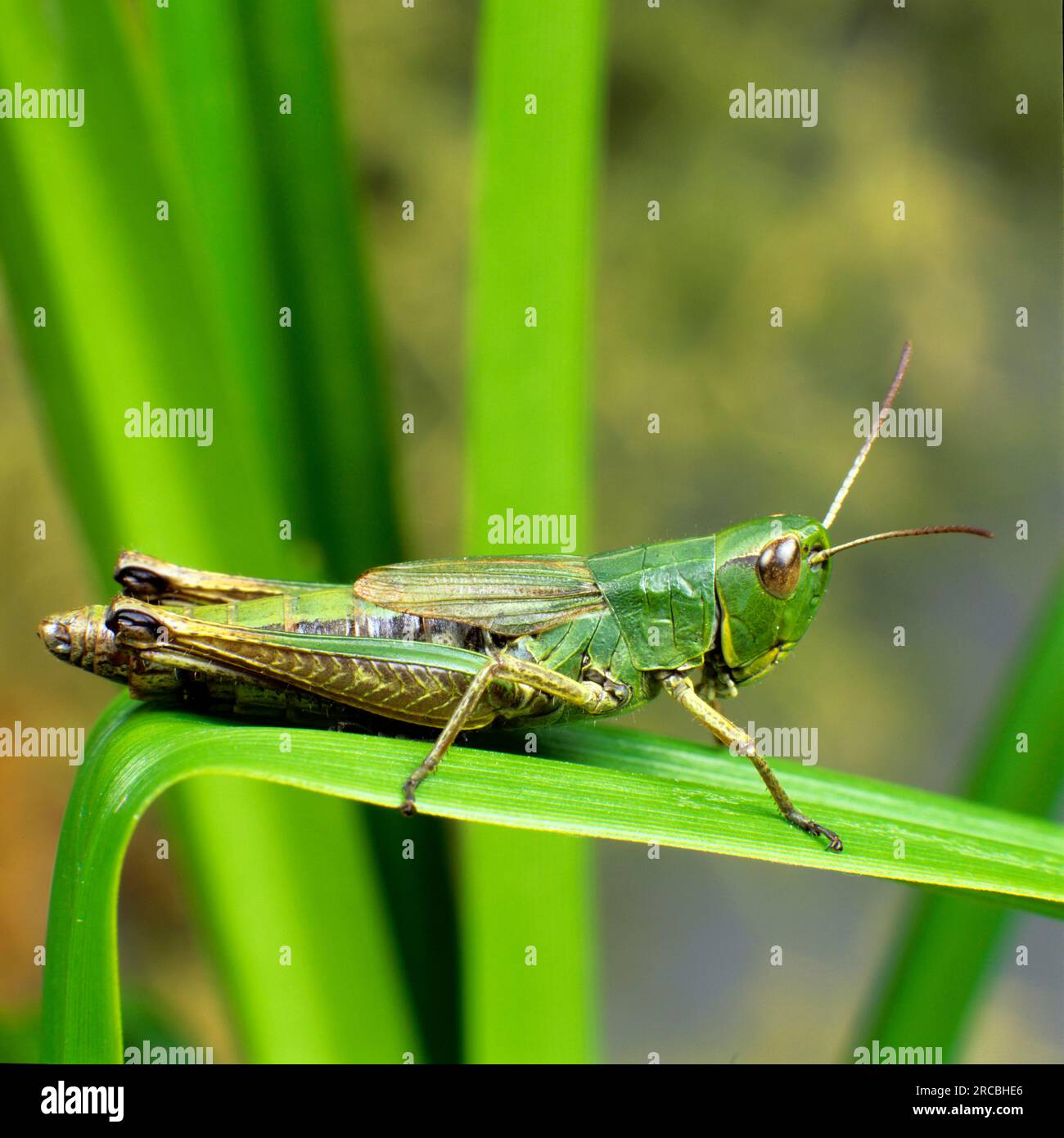 Wart-biter (Decticus verrucivorus), lateral view Stock Photo - Alamy