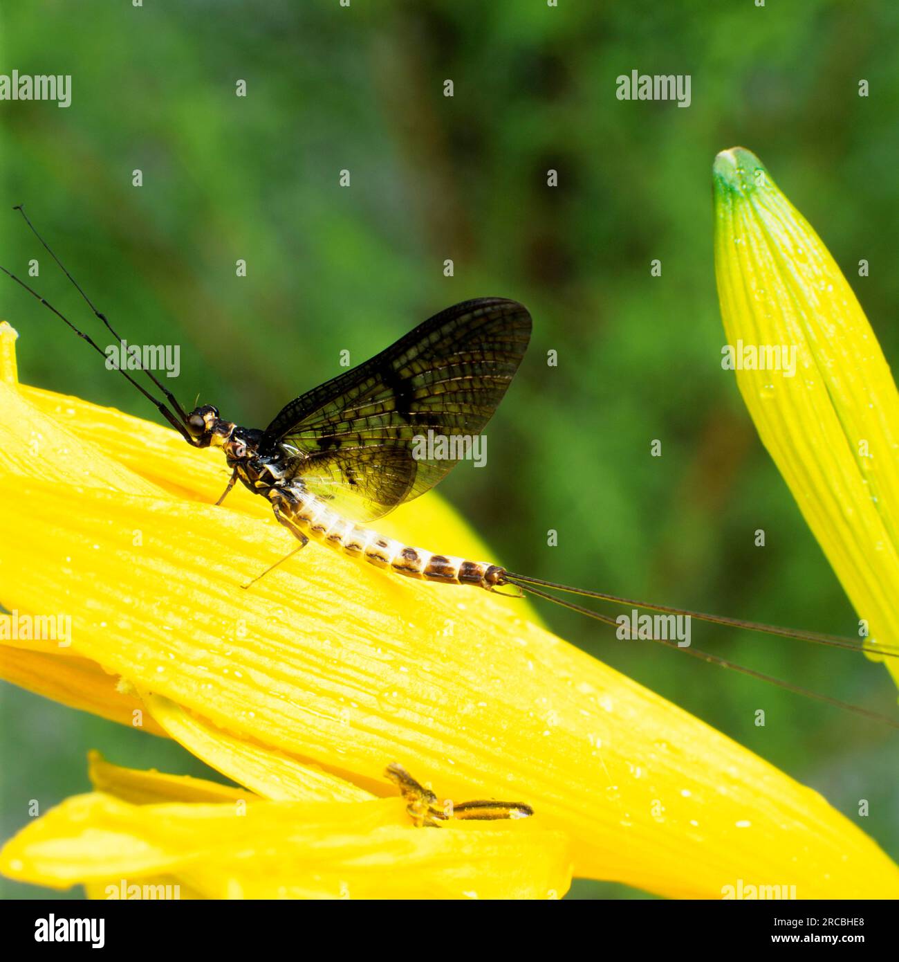 Ephemera danica (Ephemera danica Stock Photo - Alamy