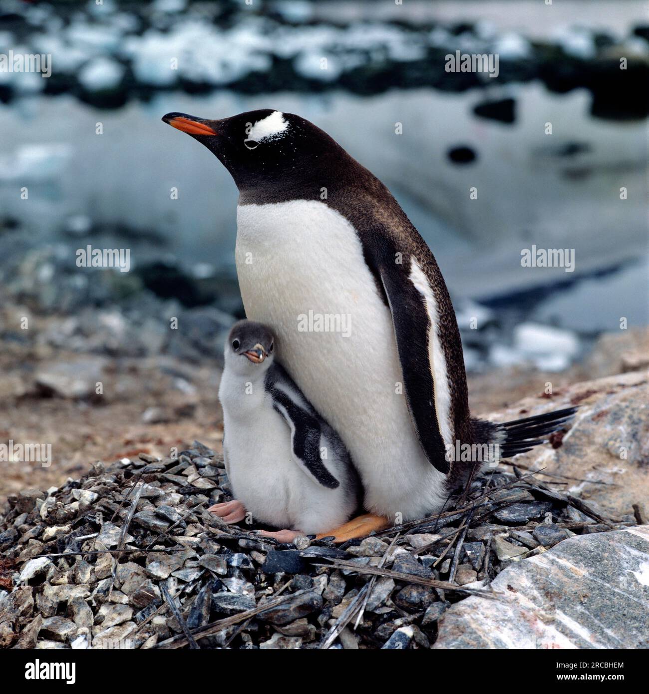 Little penguin chick hi-res stock photography and images - Alamy