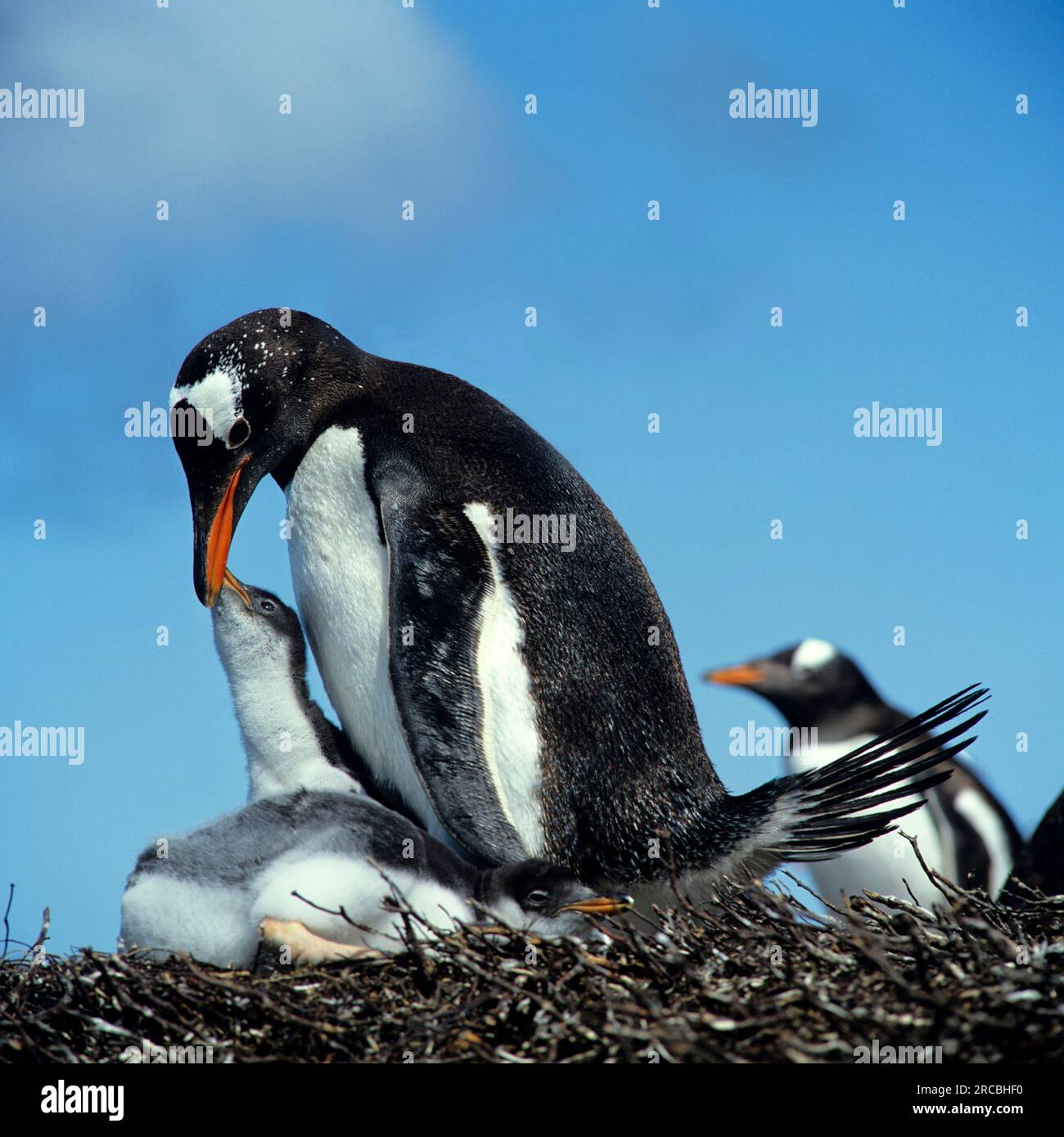 Little penguin chick hi-res stock photography and images - Alamy