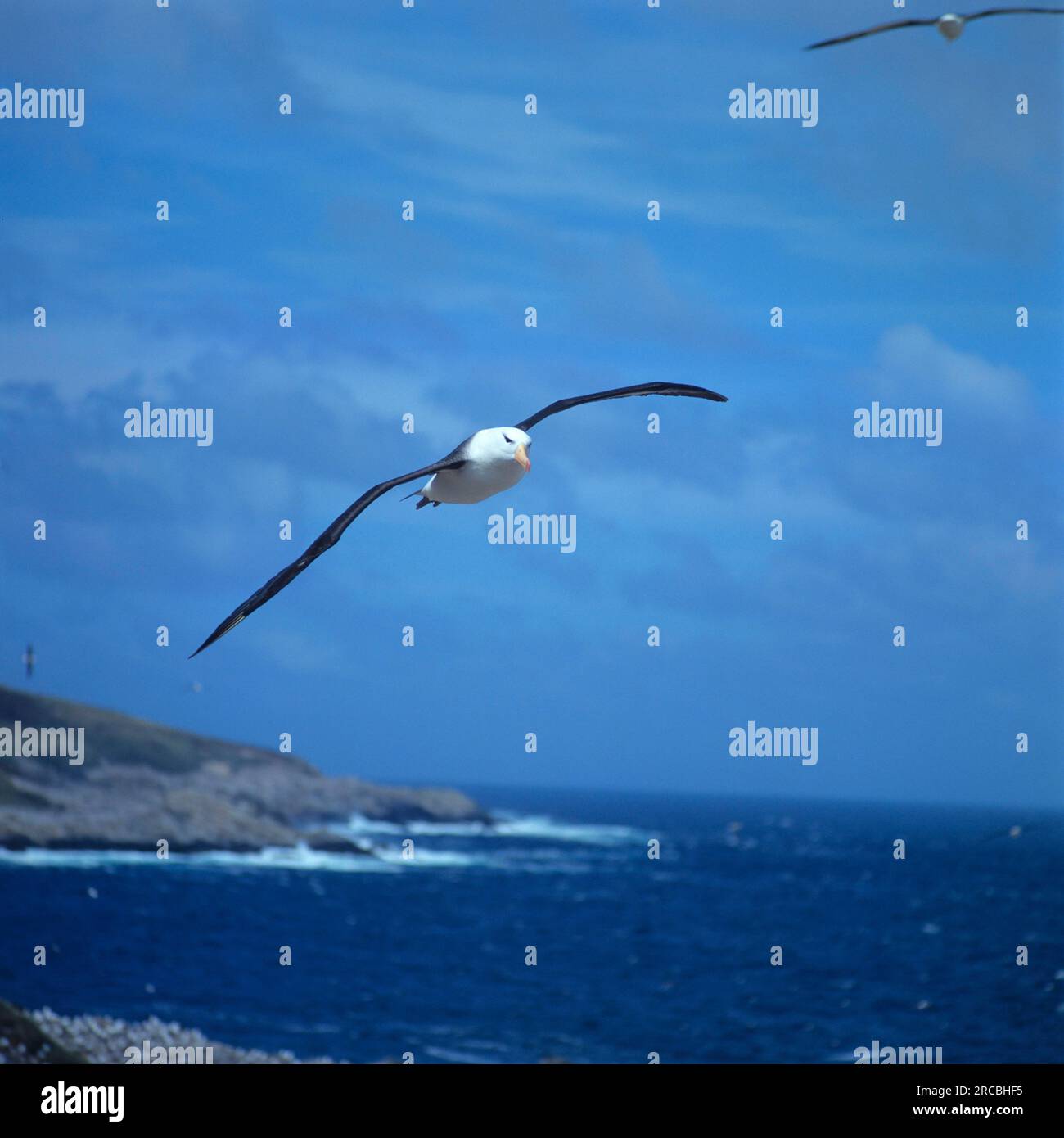 Black-browed Albatross (Diomedea melanophris) (Thalassarche melonophris ...