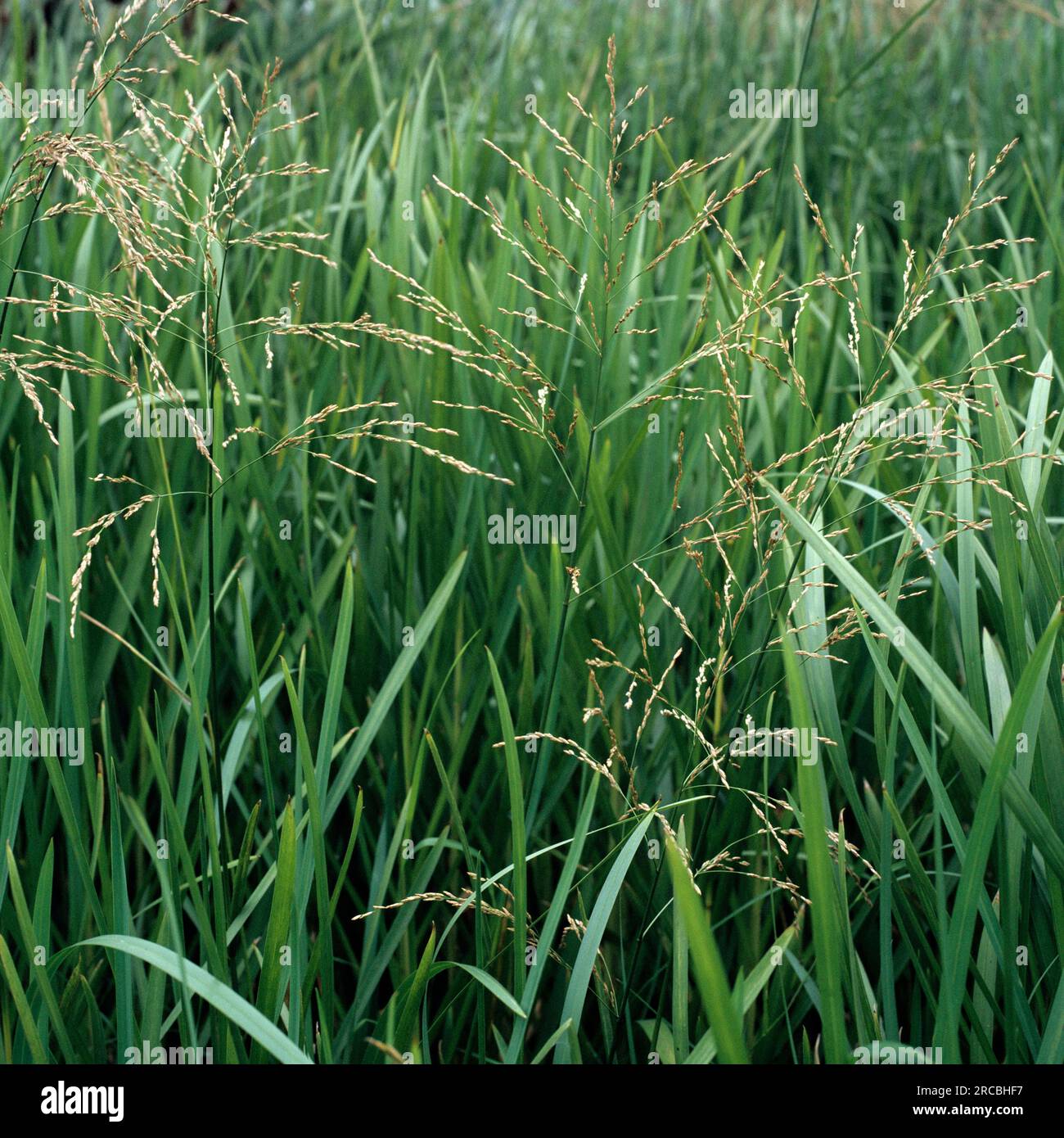 Common reed (Phragmites australis Stock Photo - Alamy